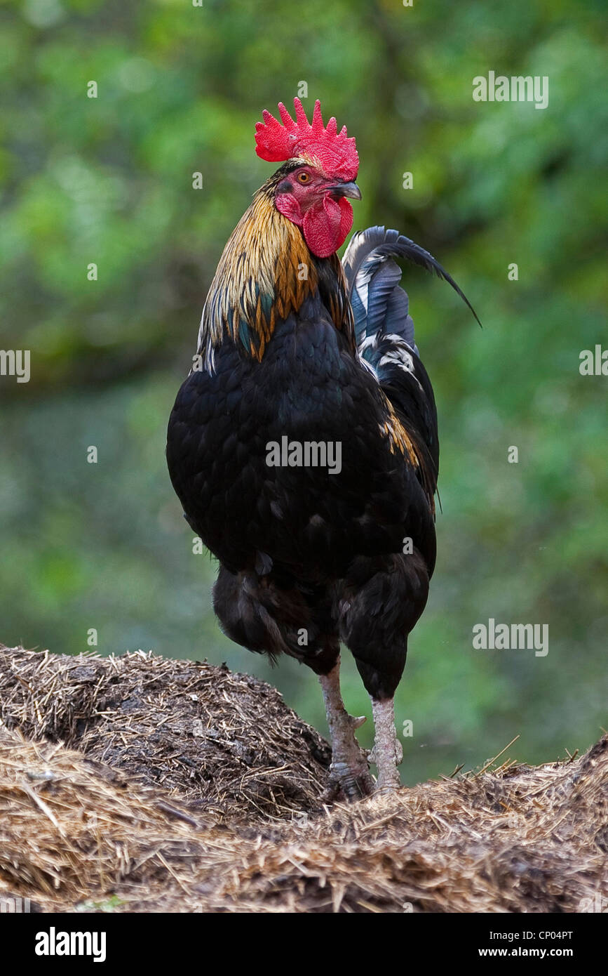 domestic fowl (Gallus gallus f. domestica), cock on a dung hill ...