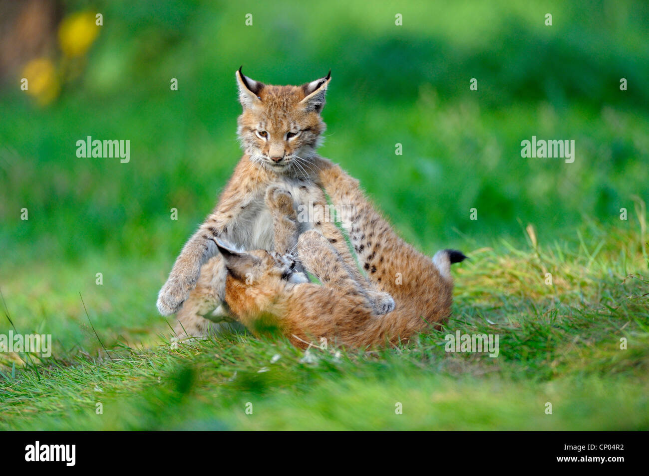 Eurasian lynx (Lynx lynx), playing pups, Germany Stock Photo - Alamy