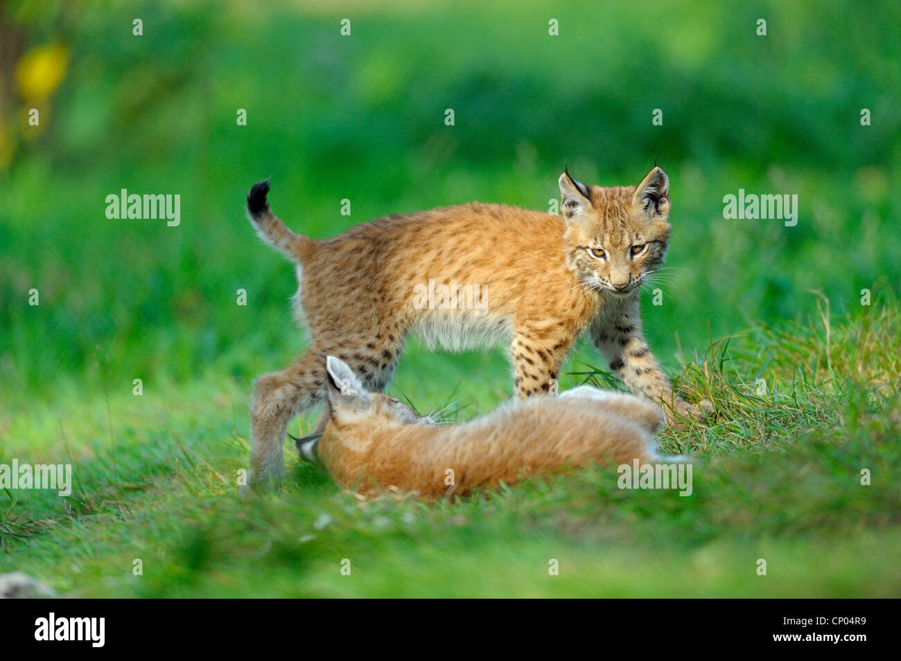 Eurasian lynx (Lynx lynx), playing pups, Germany Stock Photo - Alamy