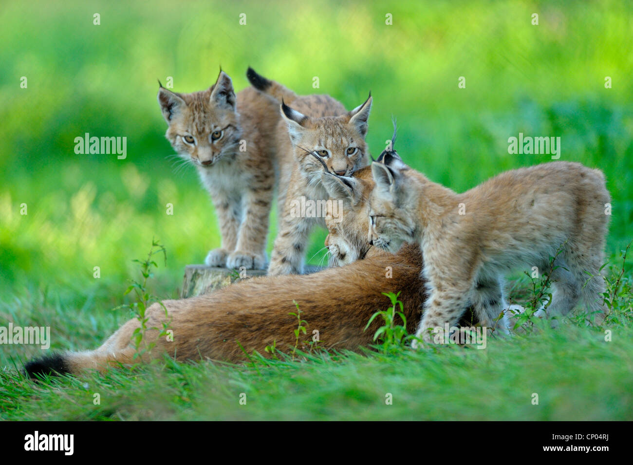 Eurasian lynx (Lynx lynx), female with three pups, Germany Stock Photo ...