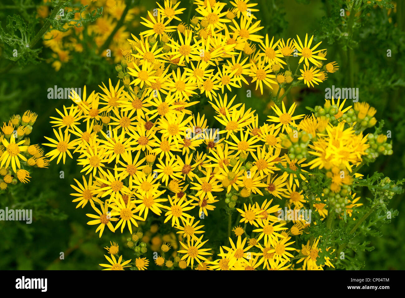common ragwort, stinking willie, tansy ragwort, tansy ragwort (Senecio ...
