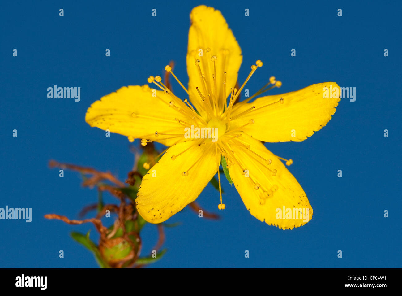 common St John's-wort, perforate St John's-wort, klamath weed, St. John ...