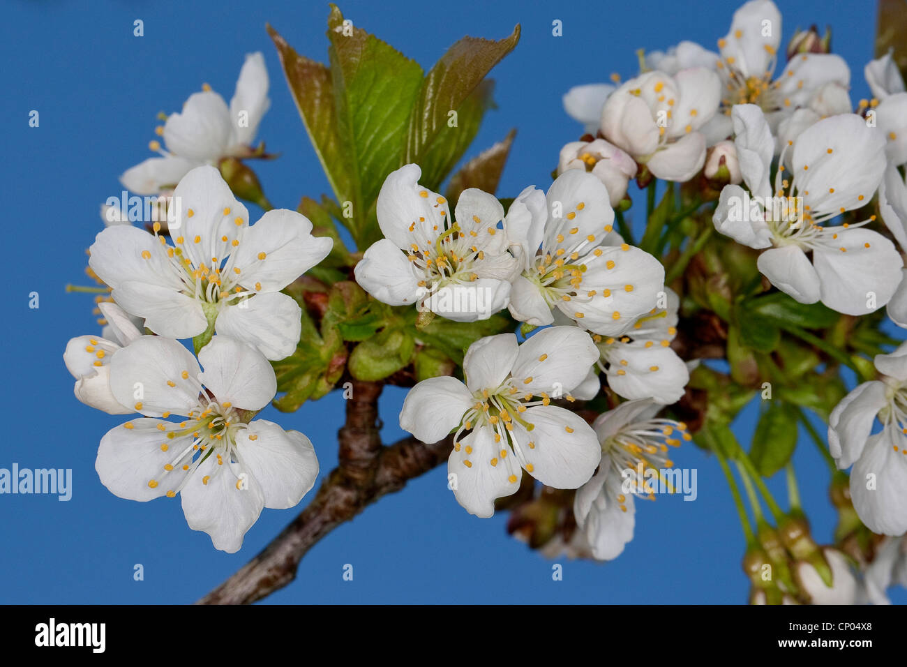 wild cherry, sweet cherry, gean, mazzard (Prunus avium), blooming ...