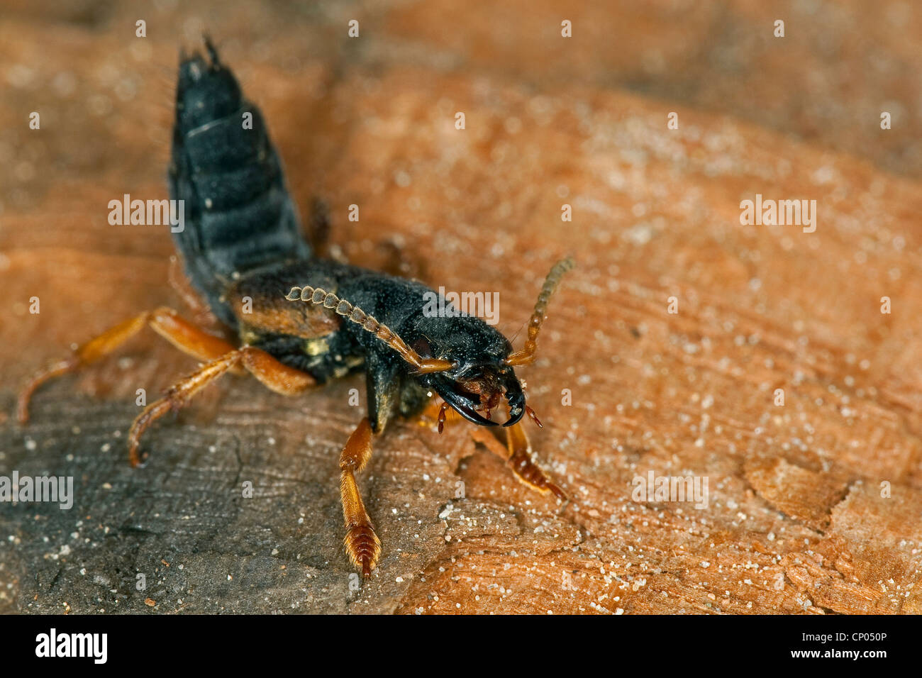 Rove Beetle (Staphylinus dimidiaticornis), in defence posture with the ...