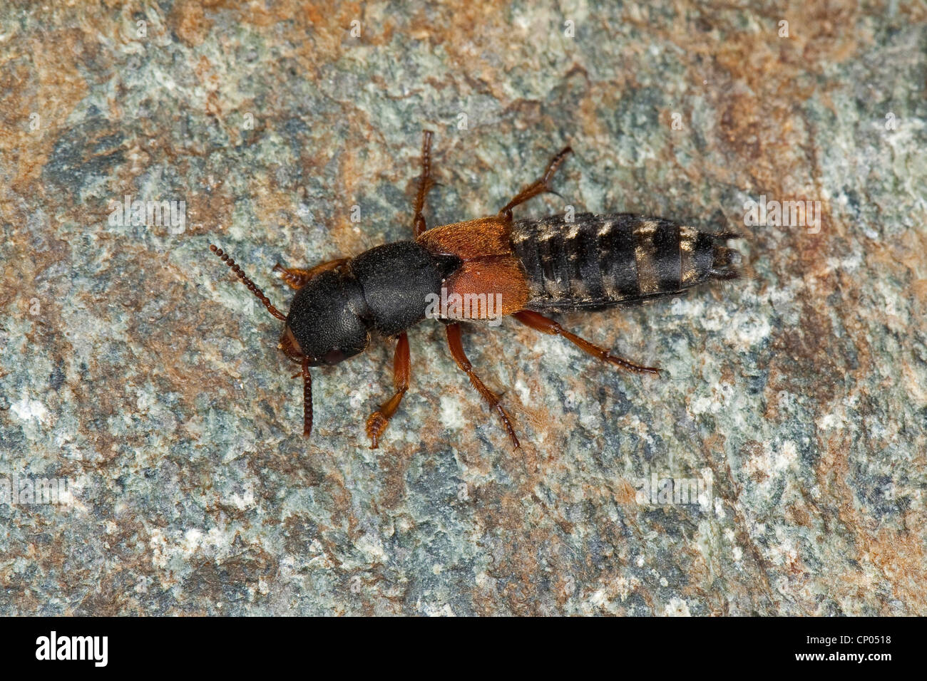Rove Beetle (Platydracus stercorarius), sitting on stone ground Stock ...