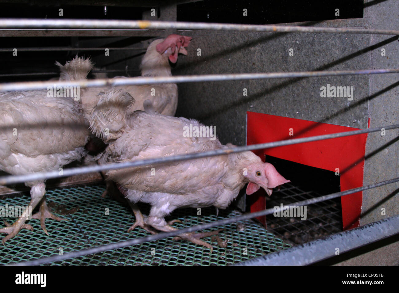 Battery chicken cages hi-res stock photography and images - Alamy