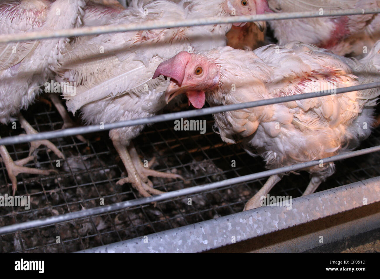 Hen battery cages hi-res stock photography and images - Alamy