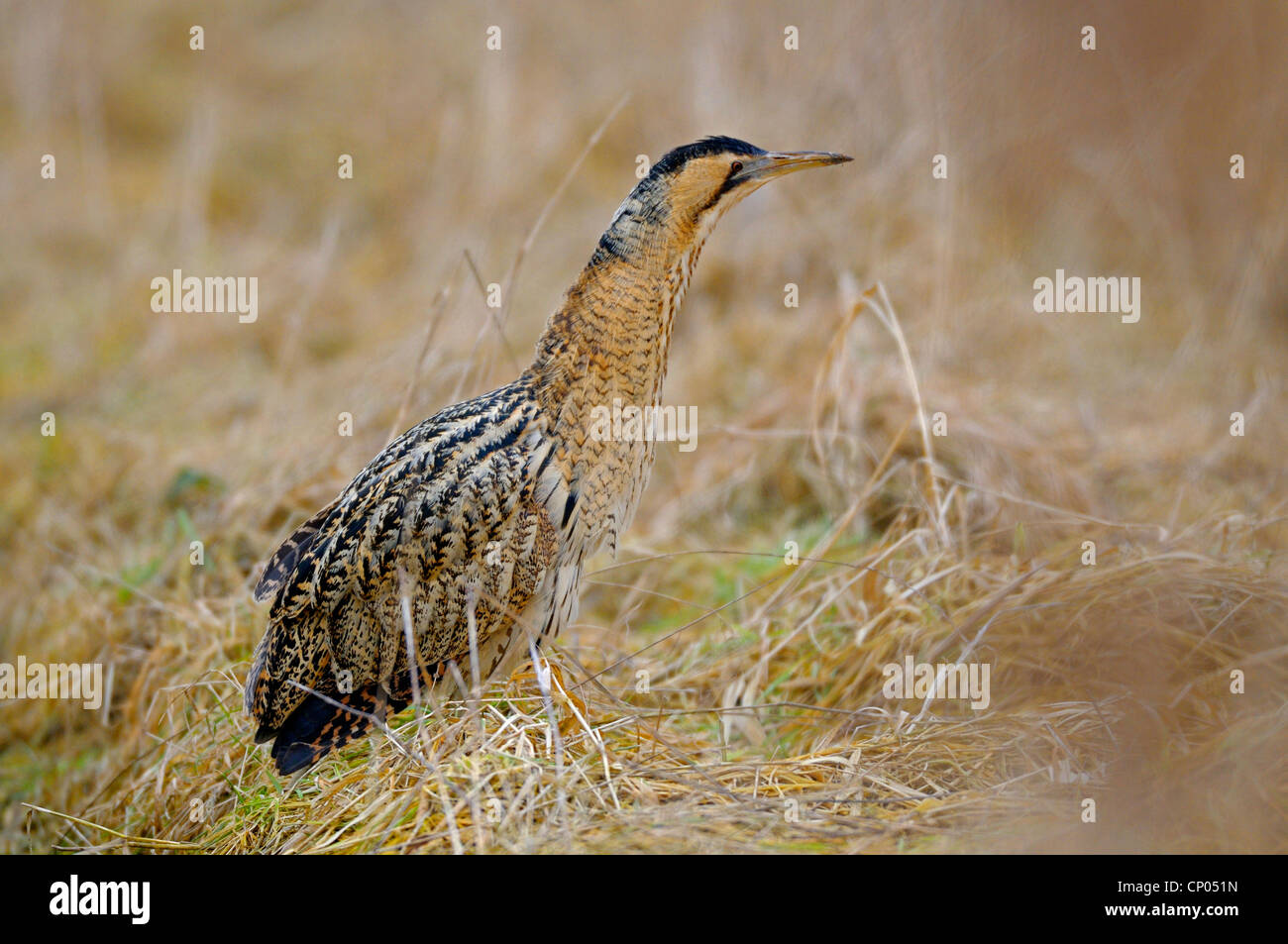 Eurasian bittern (Botaurus stellaris), in winter in a meadow, Germany ...