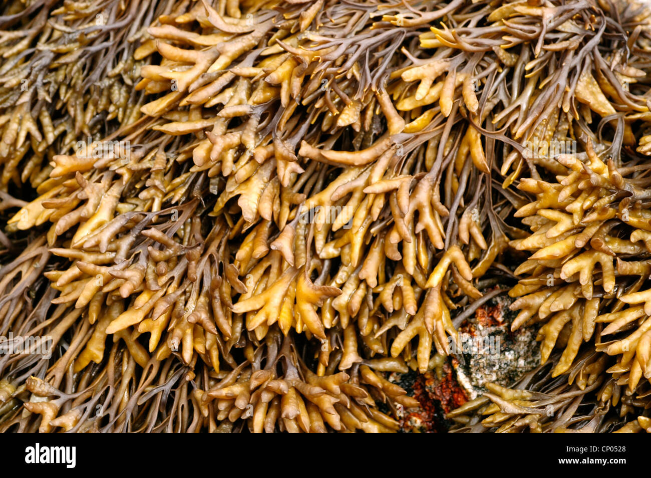 Channelled wrack (Pelvetia canaliculata), a brown seaweed, UK Stock ...