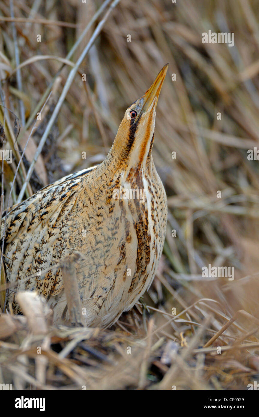 Bittern In Reed Bed Botaurus High Resolution Stock Photography and ...