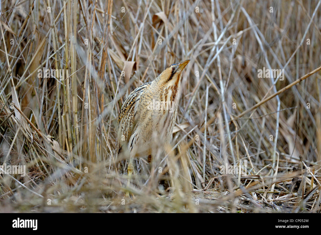 Eurasian bittern botaurus stellaris in hi-res stock photography and ...