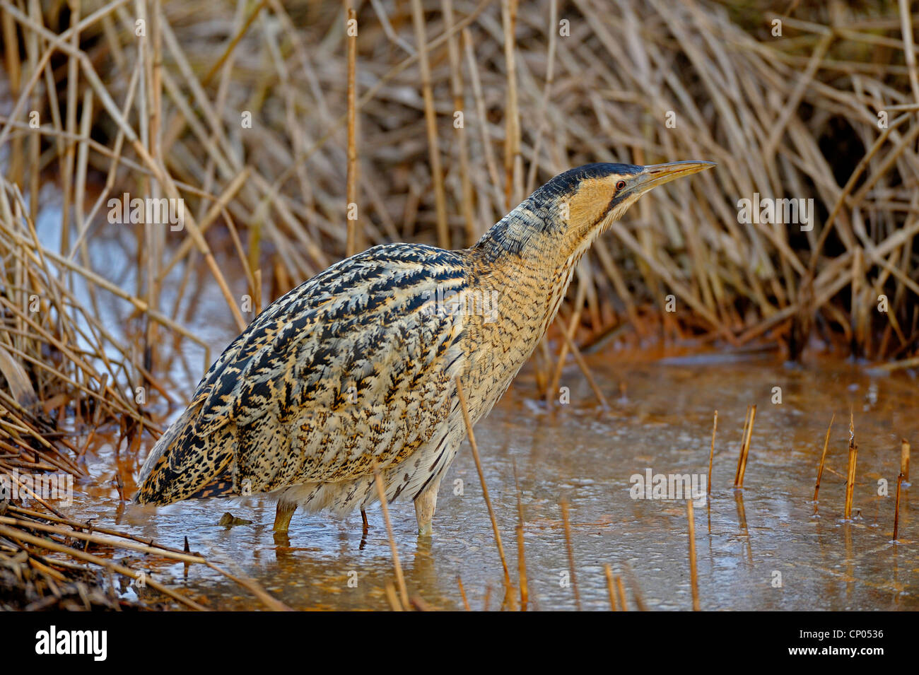 Eurasian bittern (Botaurus stellaris), on the feed in shallow water ...