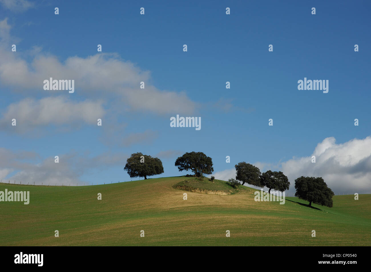 Groups of cork trees line the top edge of a rolling field under blue ...