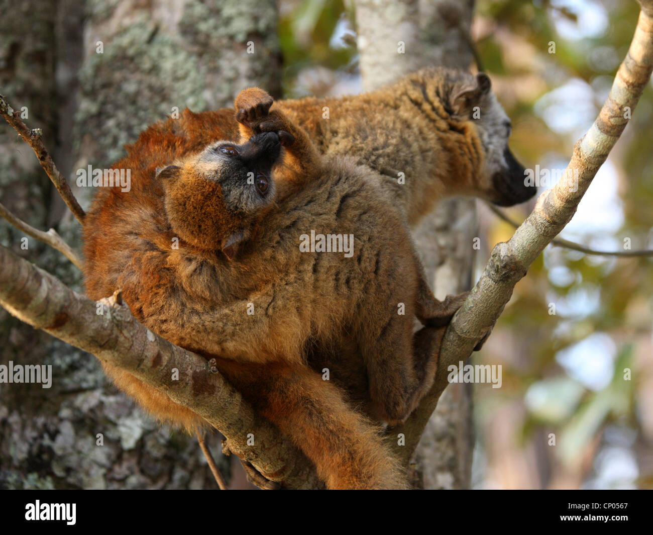Red fronted brown lemur hi-res stock photography and images - Alamy