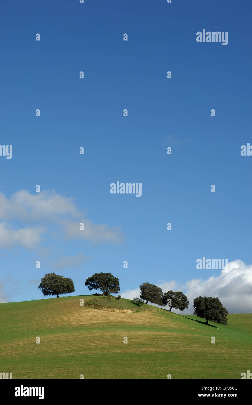 Groups of cork trees line the top edge of a rolling field under blue ...
