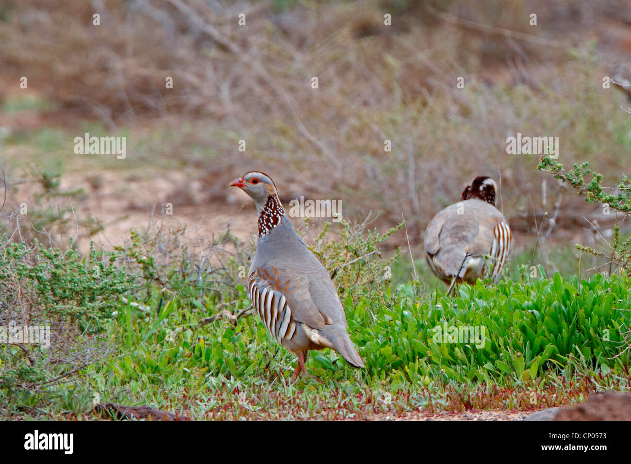 Female partridge hi-res stock photography and images - Alamy