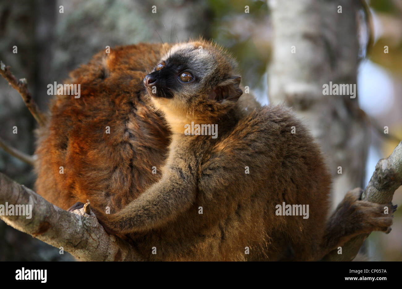 Baby red fronted lemur hi-res stock photography and images - Alamy