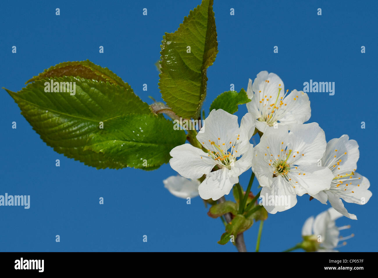 European plum (Prunus domestica), blooming branch, Germany Stock Photo ...