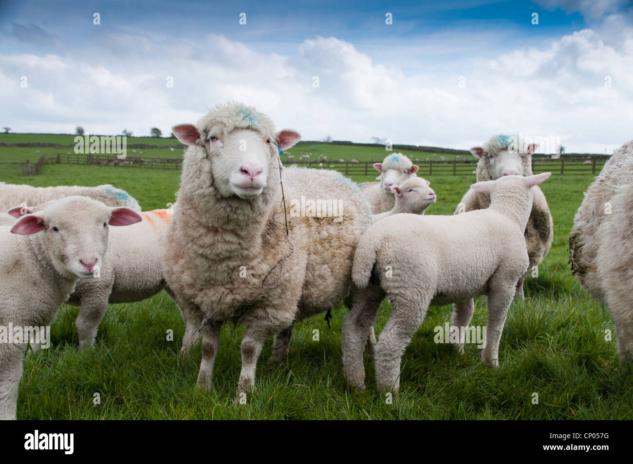Dorset sheep in Darley Stock Photo - Alamy