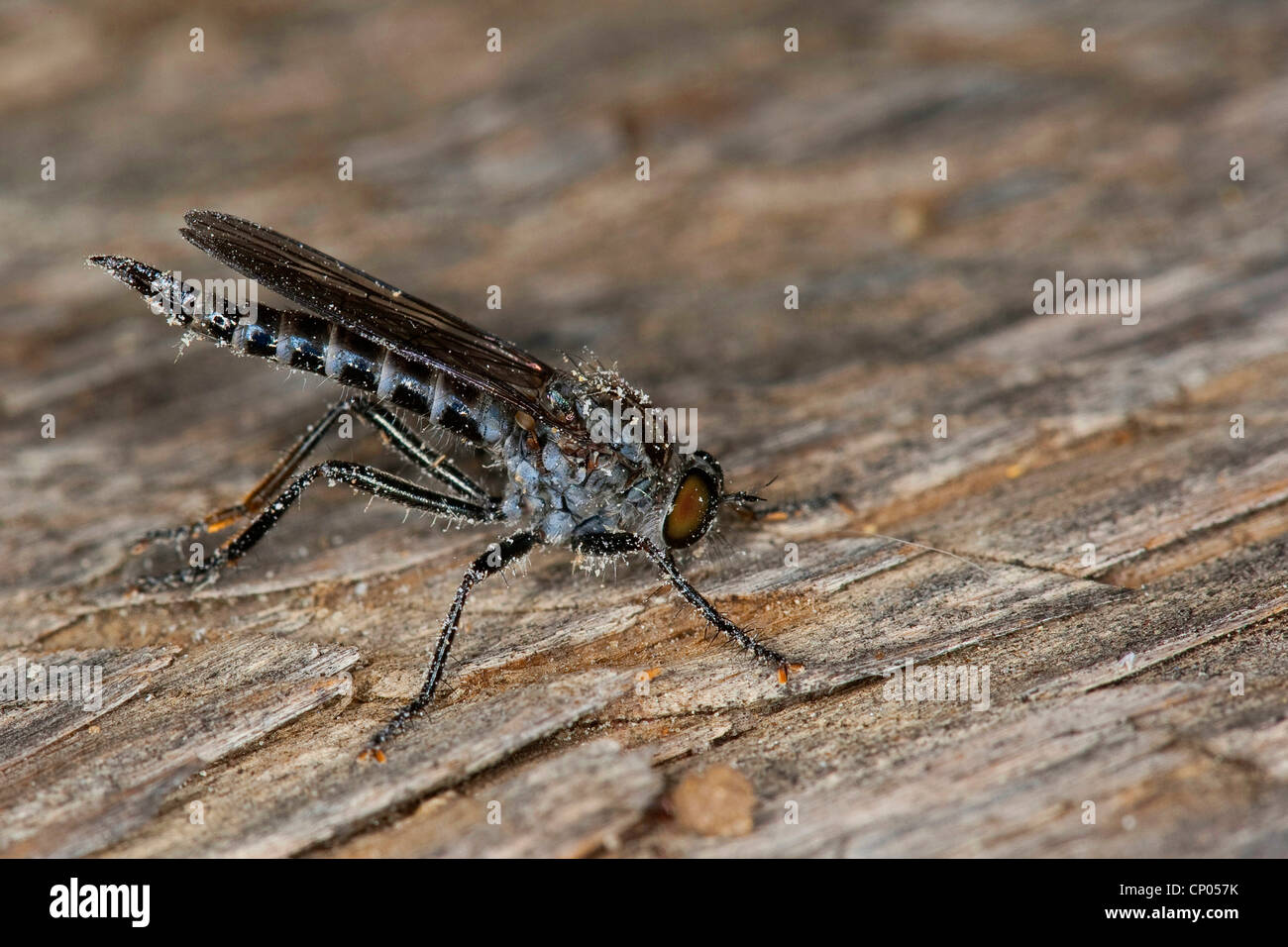 Robberfly (Neomochtherus melanopus, Neomochtherus alpinus, Paritamus ...