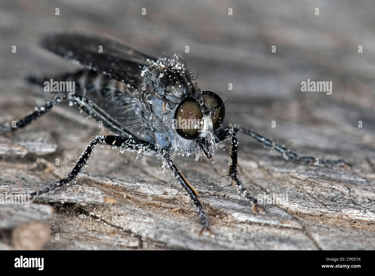 Robberfly (Neomochtherus melanopus, Neomochtherus alpinus, Paritamus ...