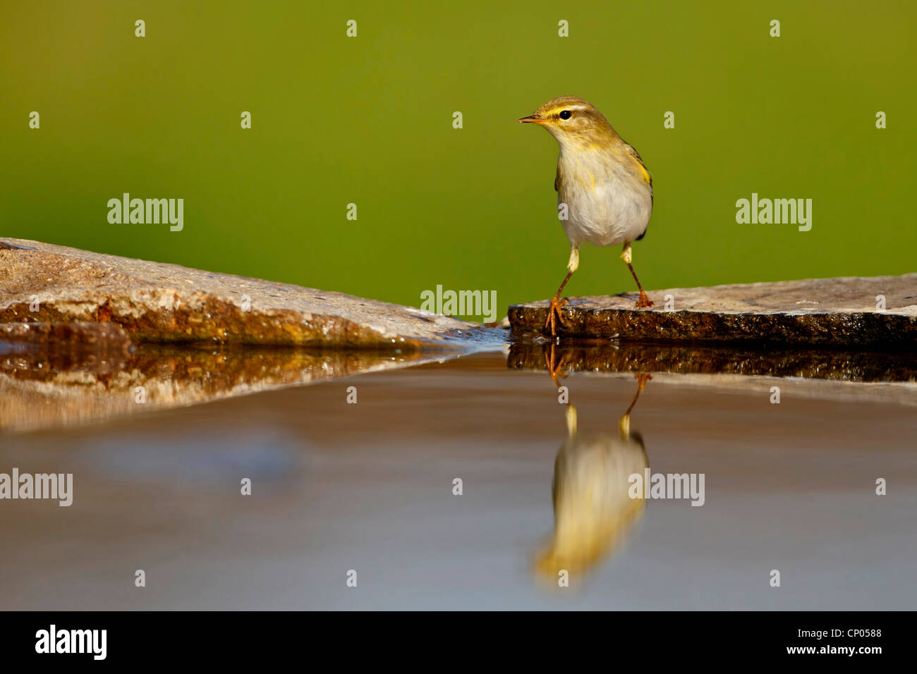 Phylloscopus trochilus trochilus hi-res stock photography and images ...