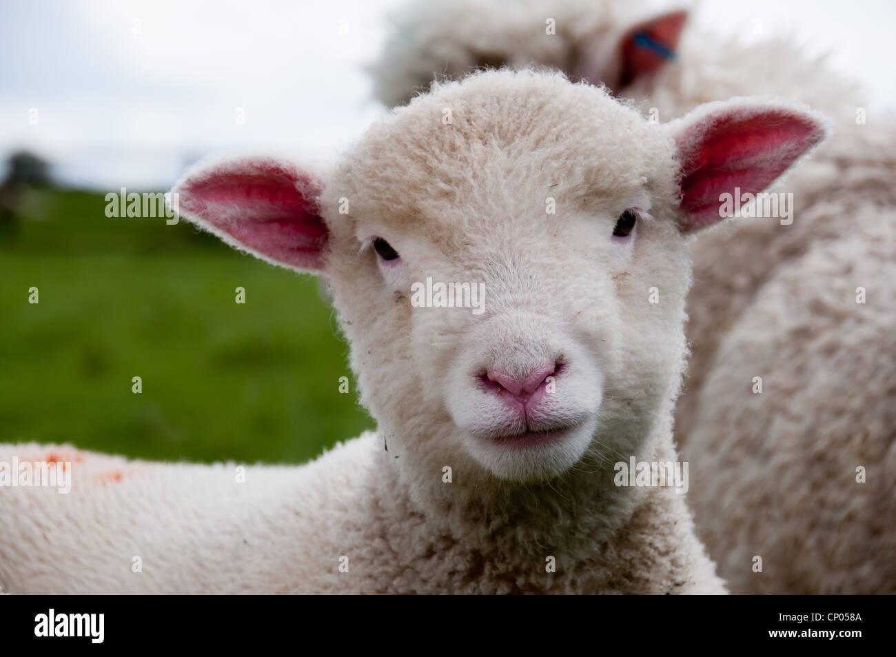 Dorset sheep in Darley Stock Photo - Alamy