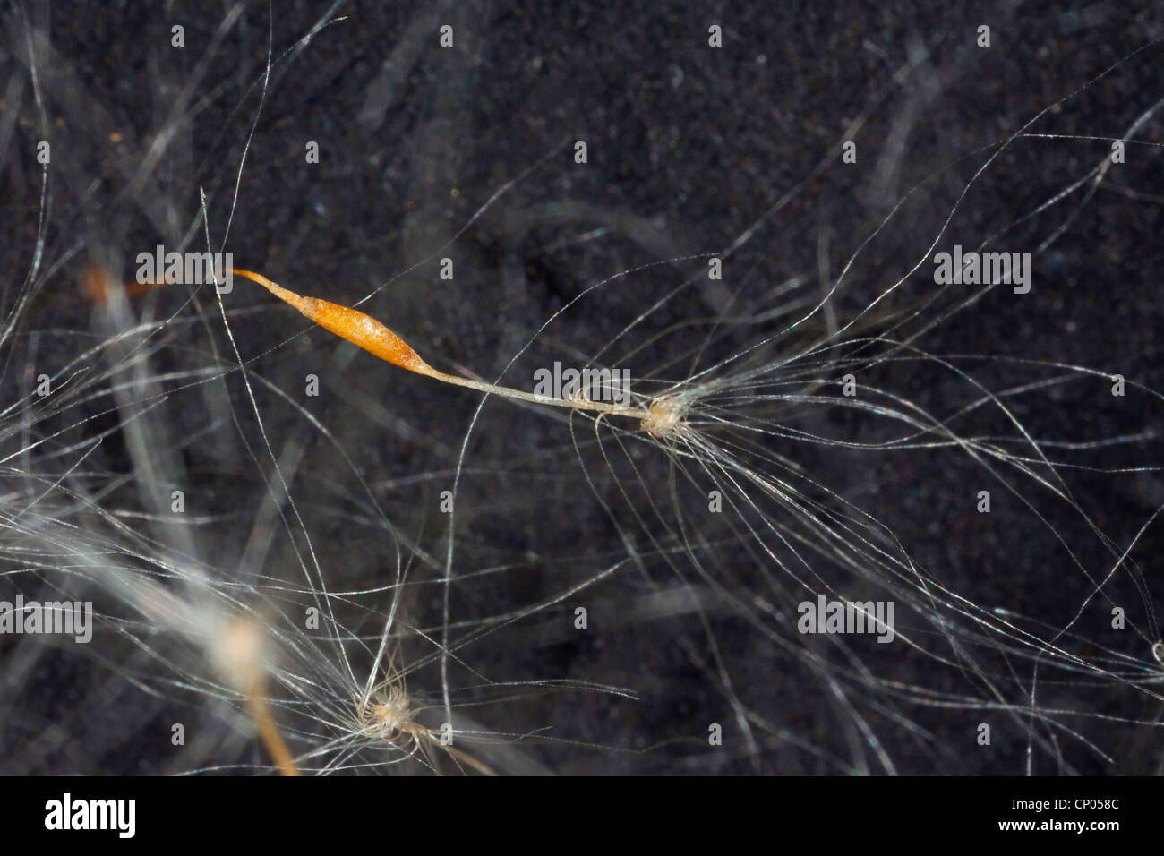 common cattail, broad-leaved cattail, broad-leaved cat's tail, great ...