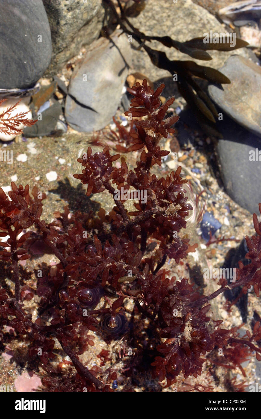 Seaside seashore seaweed rockpool hi-res stock photography and images ...