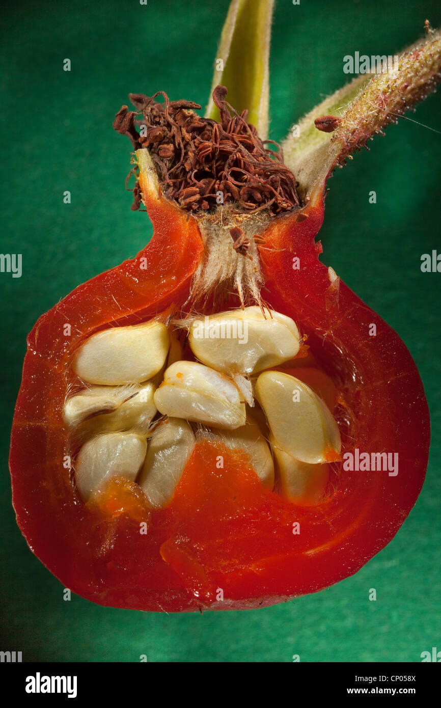 Rugosa rose, Japanese rose (Rosa rugosa), longitudinal cut of a rose ...