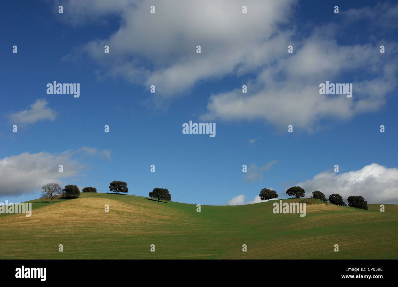 Groups of cork trees line the top edge of a rolling field under blue ...