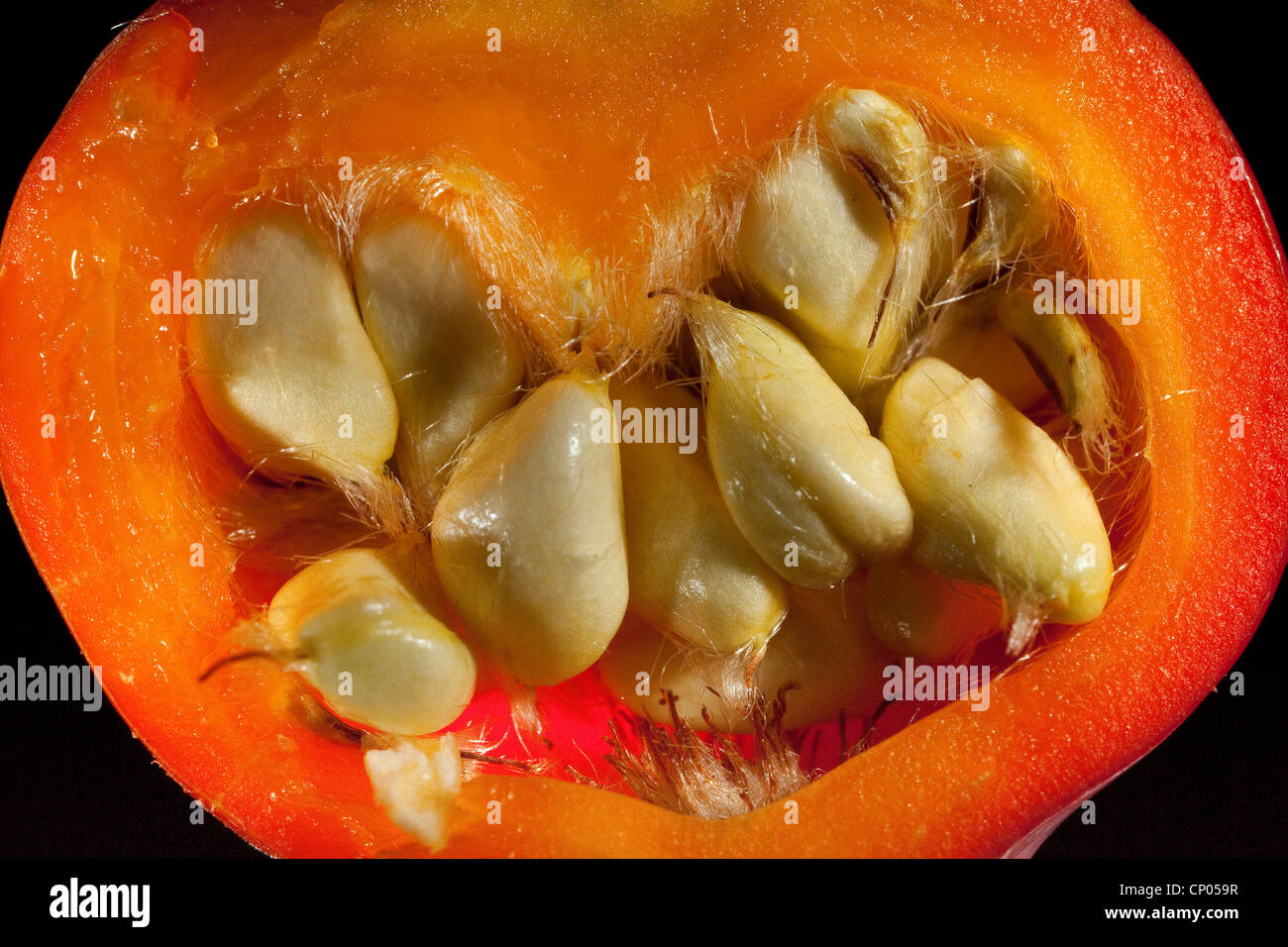 Longitudinal cross section of angiosperm hi-res stock photography and ...