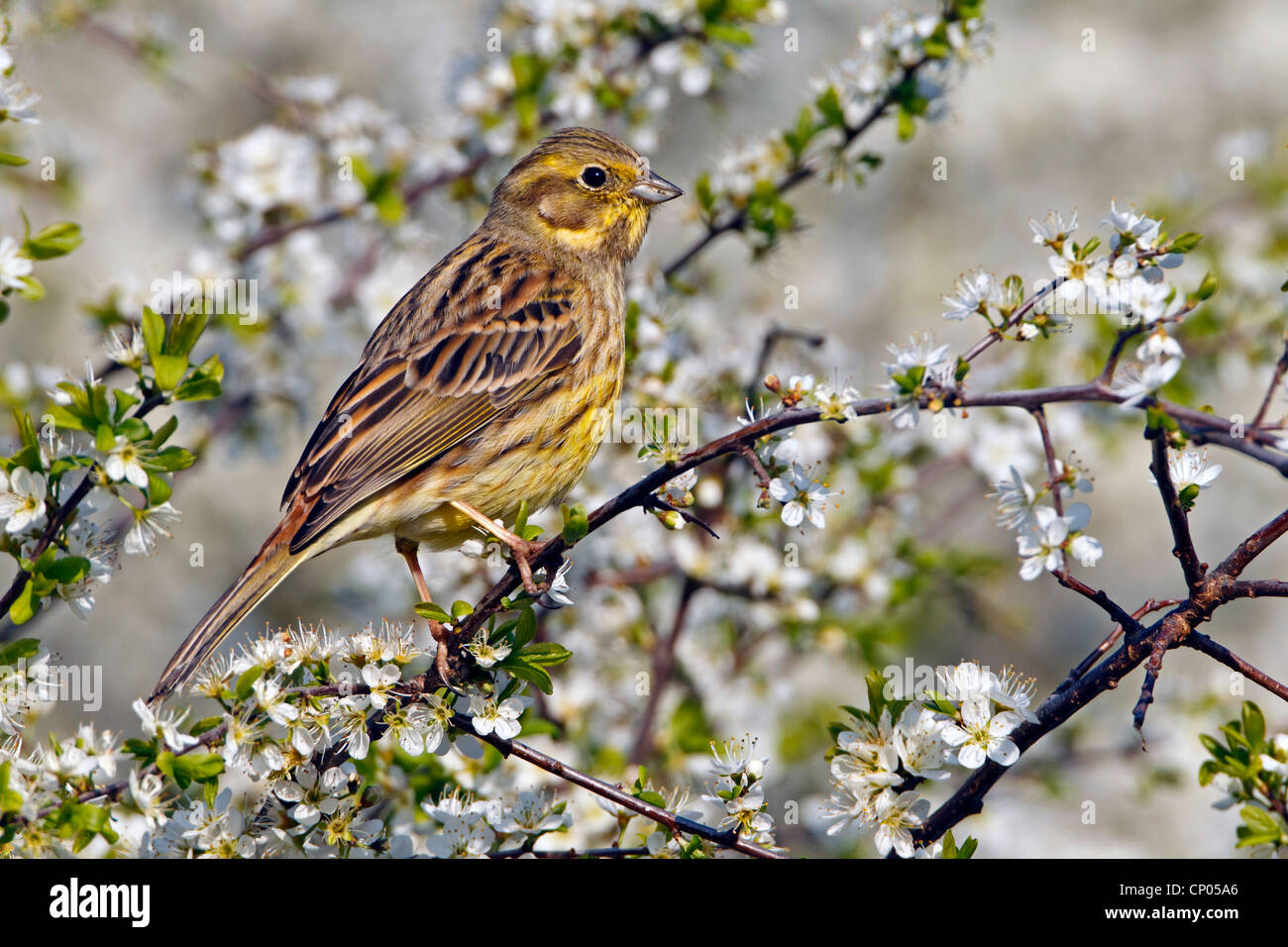 Yellowhammer Female High Resolution Stock Photography and Images - Alamy