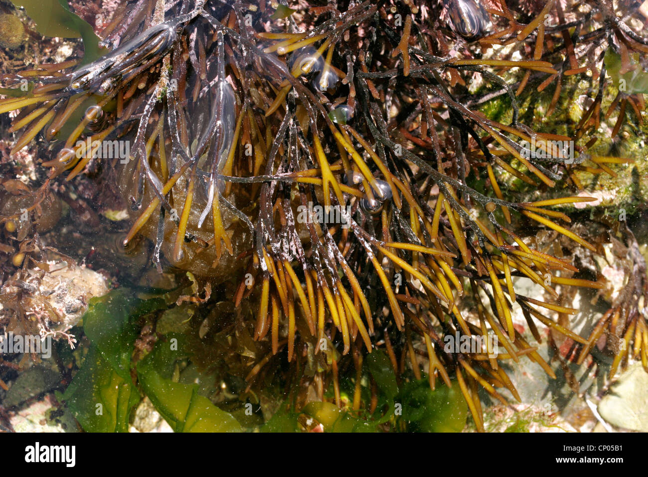 A red seaweed (Furcellaria lumbricalis), UK Also known as Furcellaria ...
