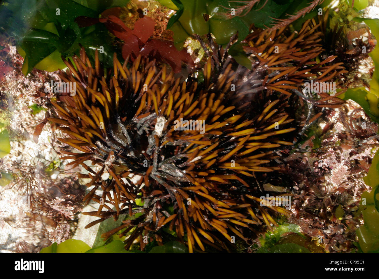 A red seaweed (Furcellaria lumbricalis), UK Stock Photo - Alamy