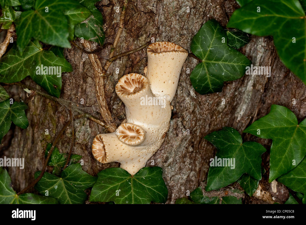 Pheasants back mushroom hi-res stock photography and images - Alamy