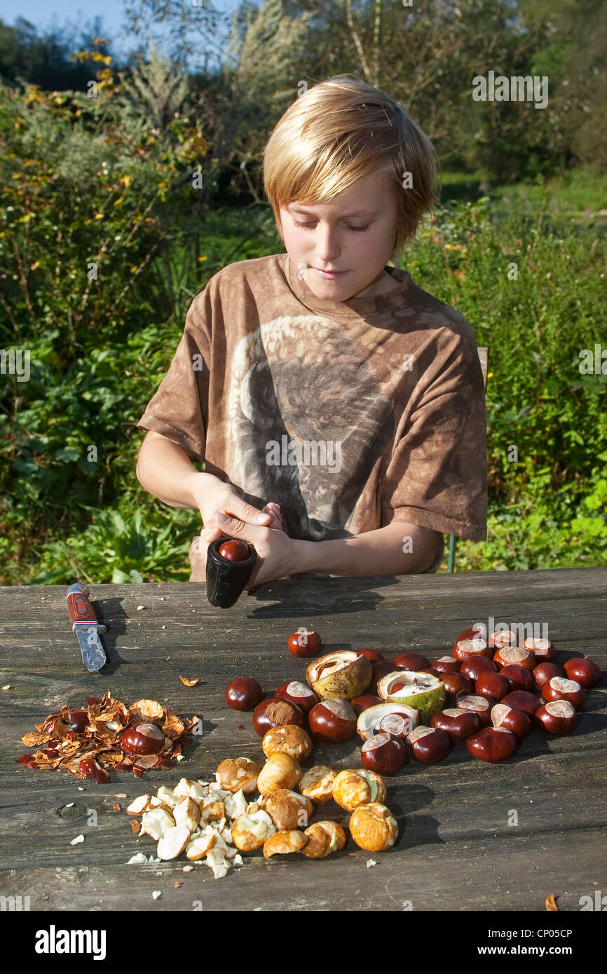 common horse chestnut (Aesculus hippocastanum), making soap from horse ...