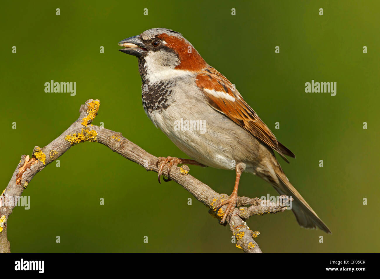 Grain eating beak hi-res stock photography and images - Alamy
