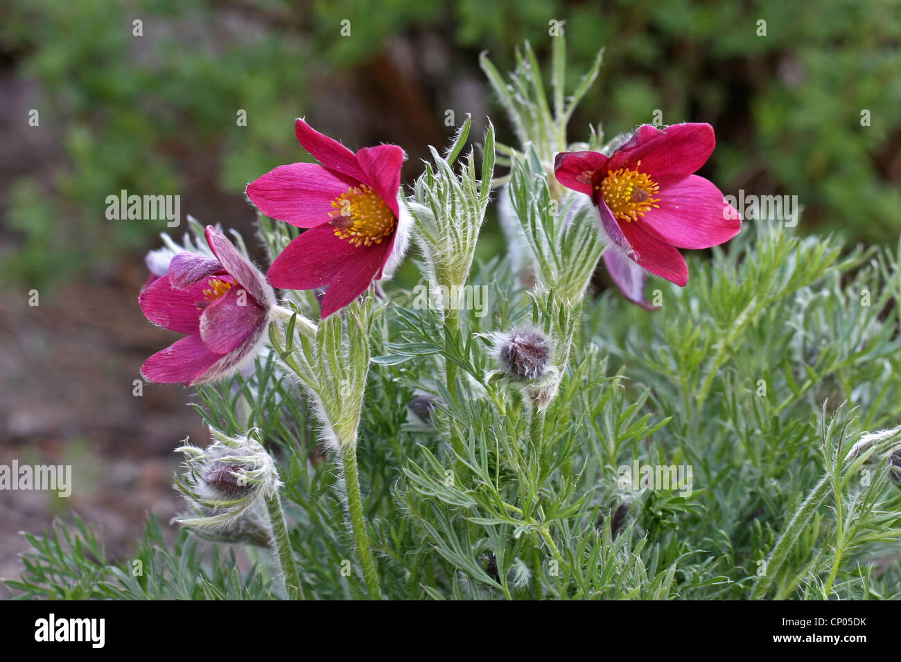 Red pasque flower hi-res stock photography and images - Alamy