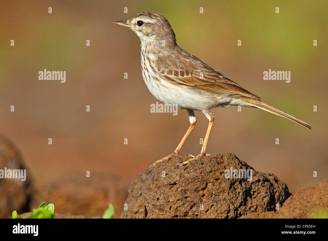 canarian pitpit (Anthus berthelotii), sitting on a stone, endemic to ...