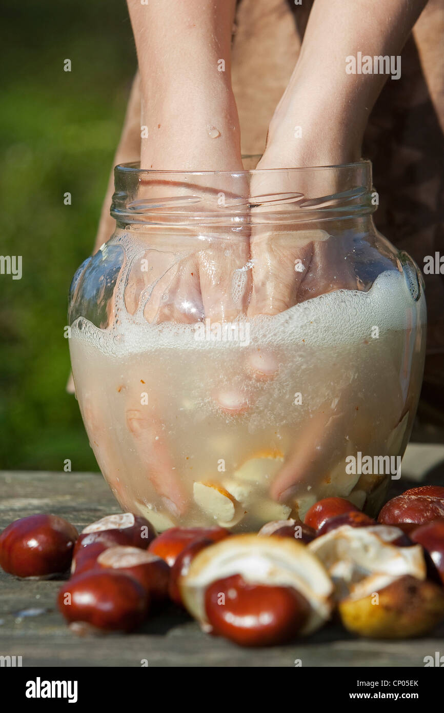 common horse chestnut (Aesculus hippocastanum), making soap from horse ...