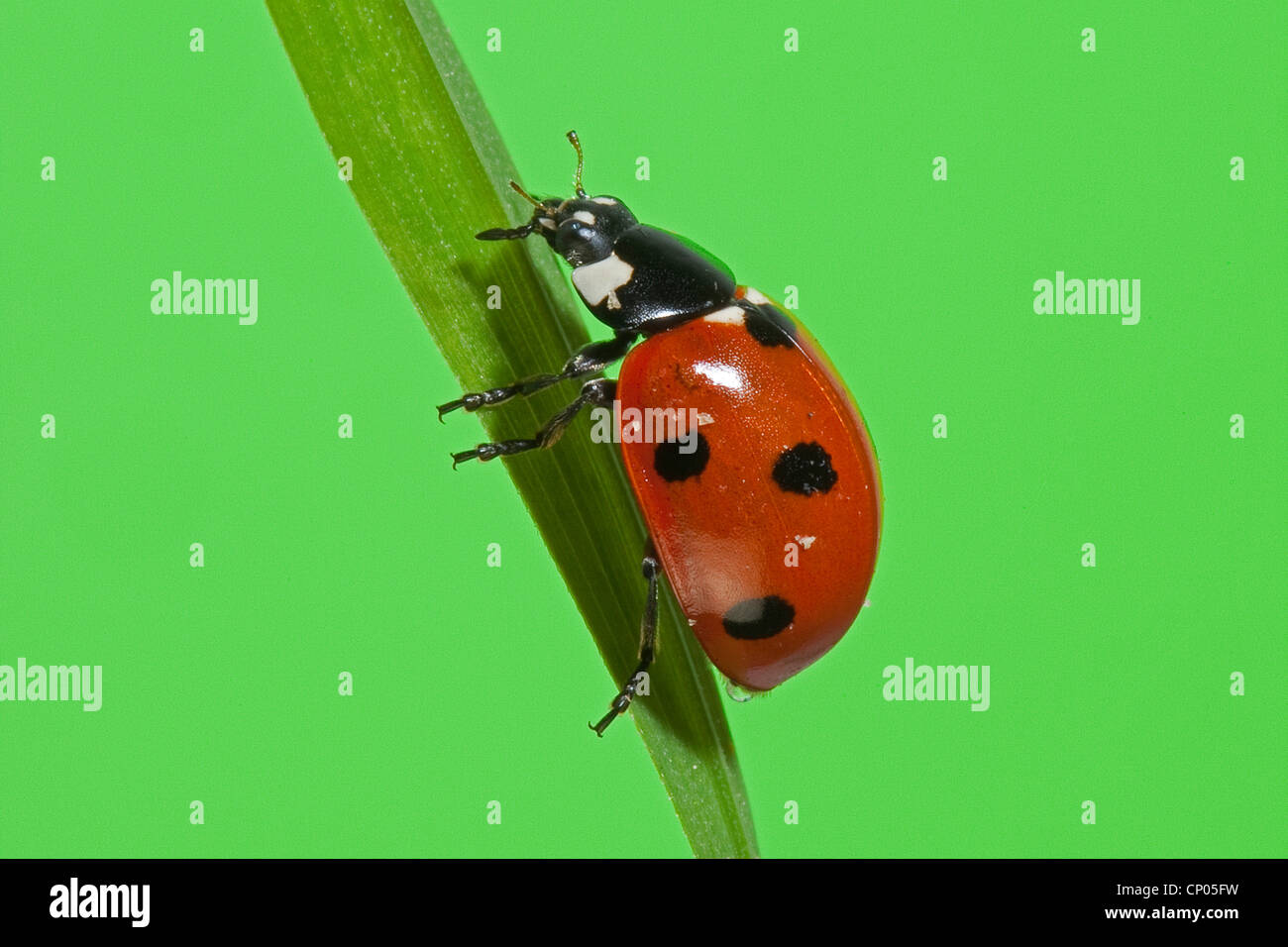 Ladybird side view hi-res stock photography and images - Alamy