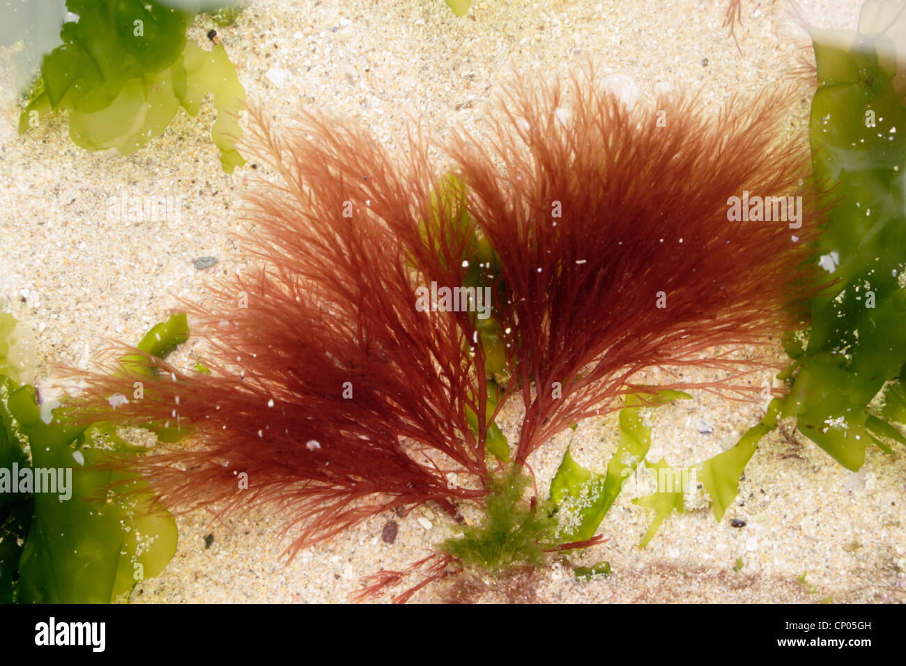 A red seaweed Griffisthia flosculosa UK Stock Photo - Alamy