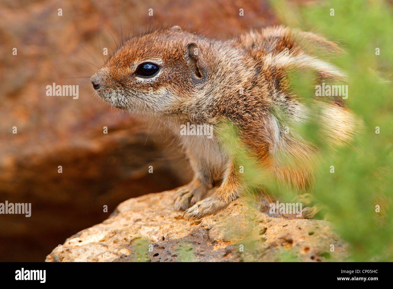 Rodent spain spanish wildlife hi-res stock photography and images - Alamy