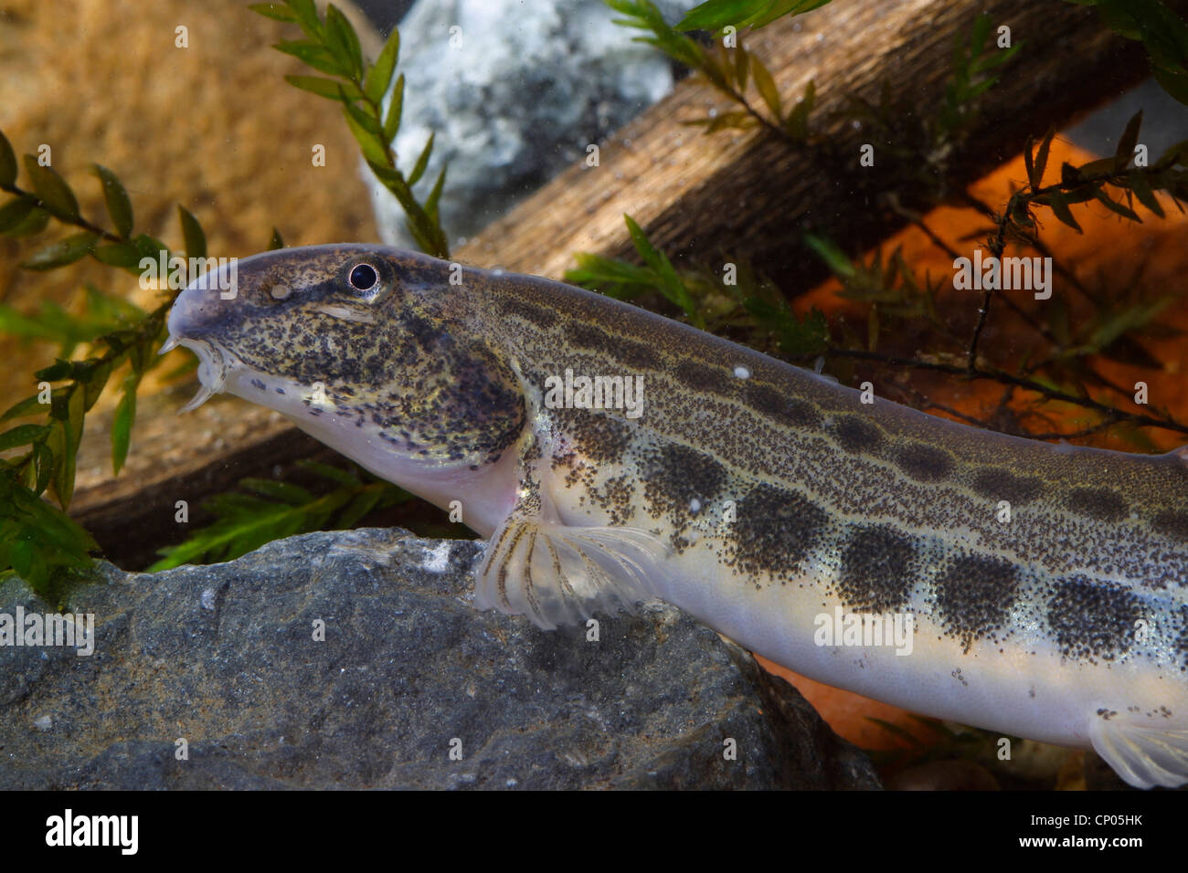 Spotted weatherfish hi-res stock photography and images - Alamy