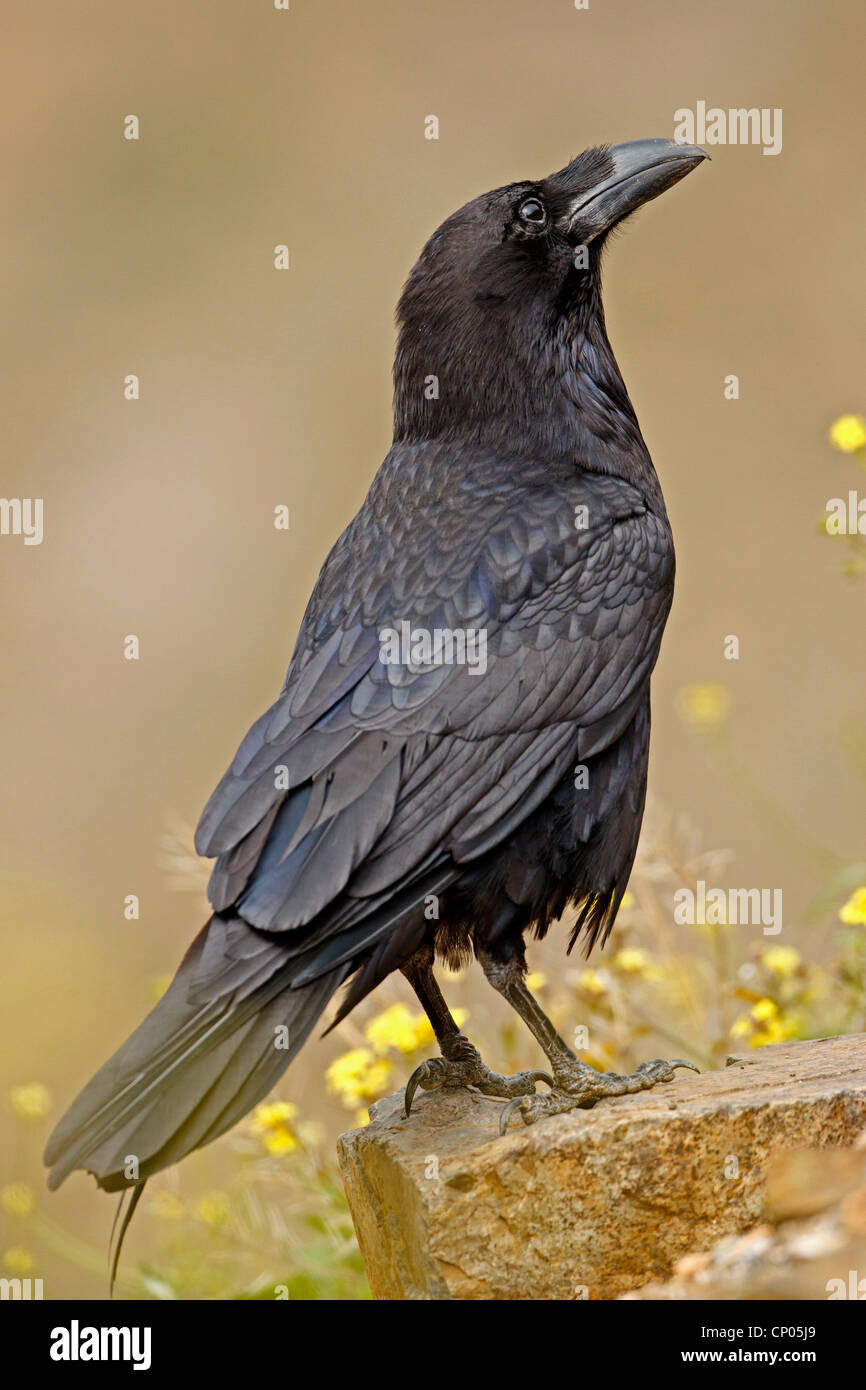 African raven hi-res stock photography and images - Alamy