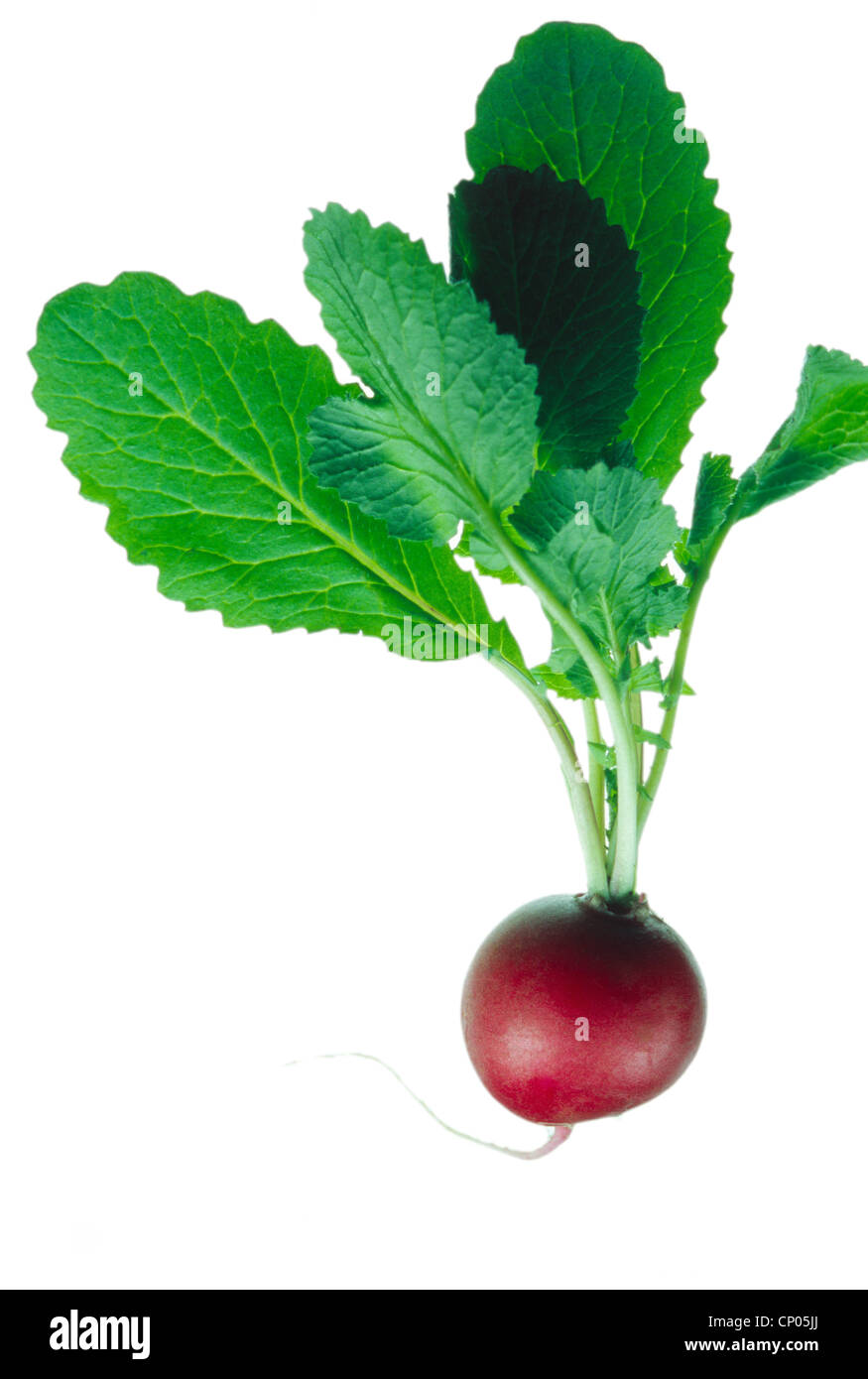 One Radish Close up White Background Stock Photo - Alamy