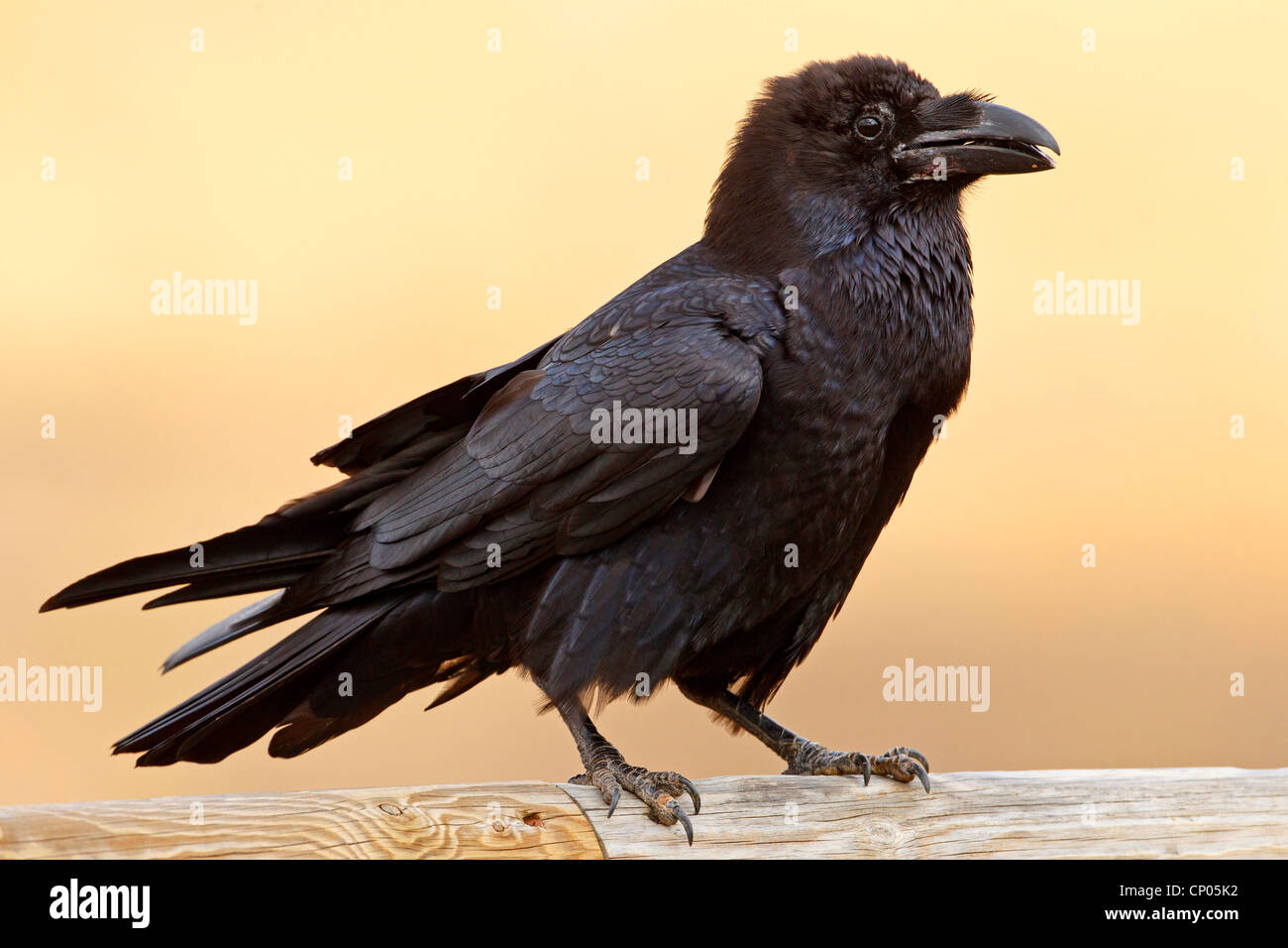 North African raven (Corvus corax tingitanus, Corvus tingitanus ...