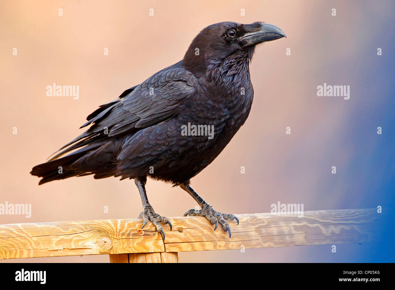 Raven hi-res stock photography and images - Alamy