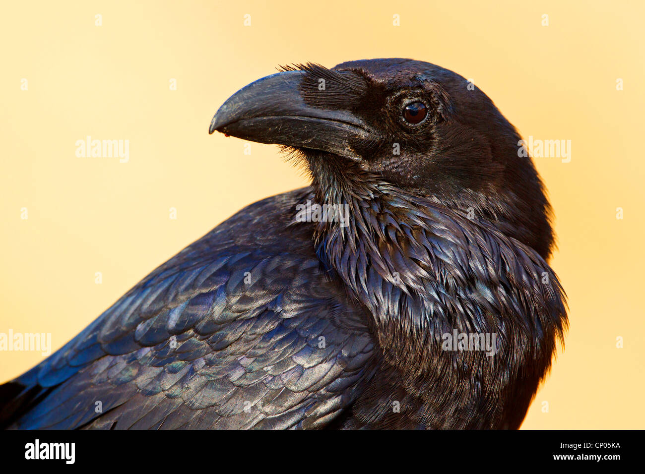 North African raven (Corvus corax tingitanus, Corvus tingitanus ...
